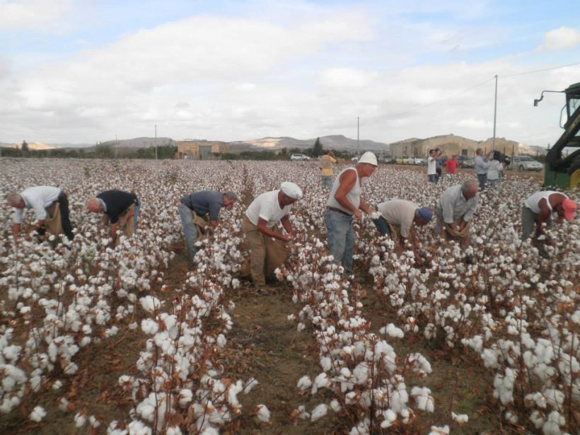 Come veniva coltivato il cotone? - Gela Le radici del Futuro